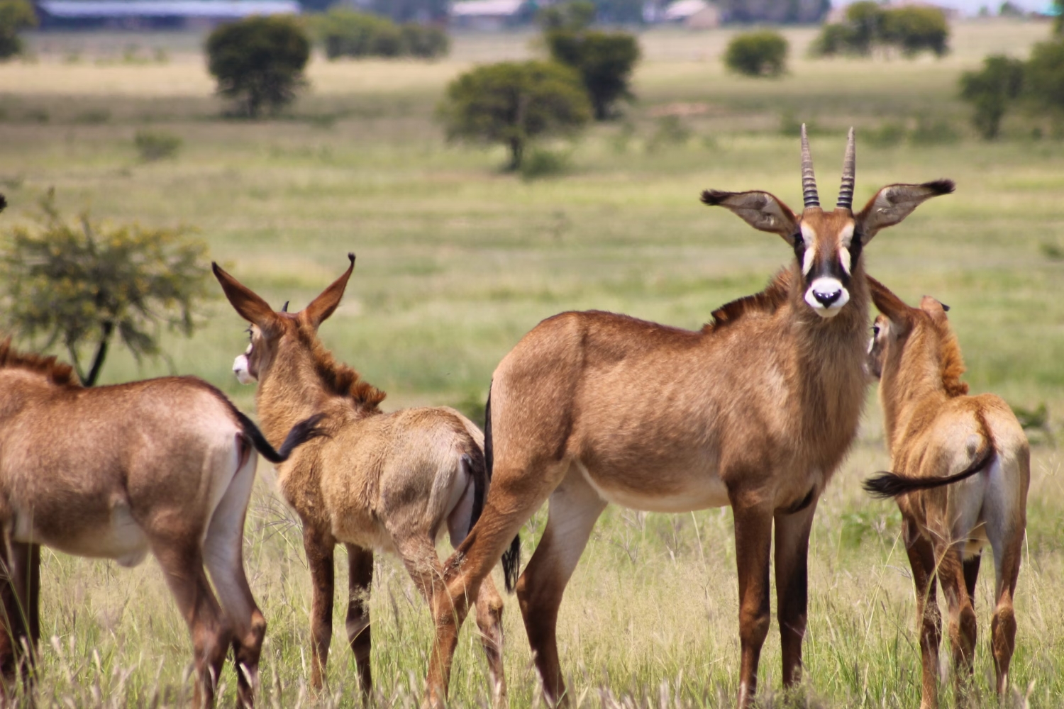 Activities and Day Visitors - Private Nature Reserve Welkom - De Rust